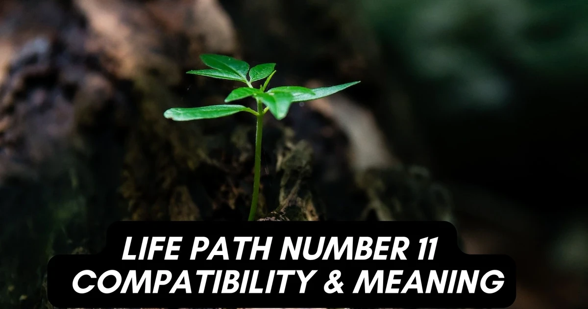 Life Path Number 11 - Compatibility & Meaning